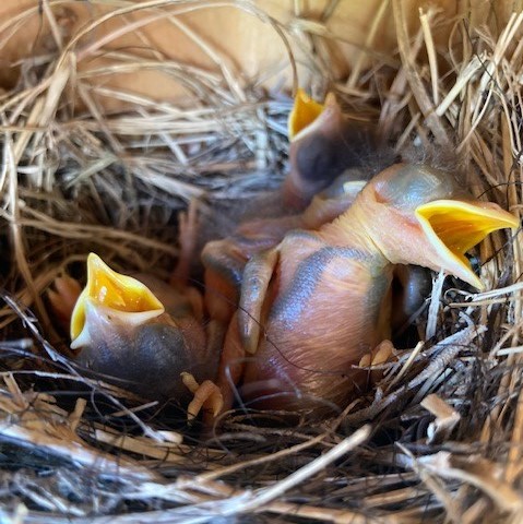 Cheers to moms, including the wild ones - News