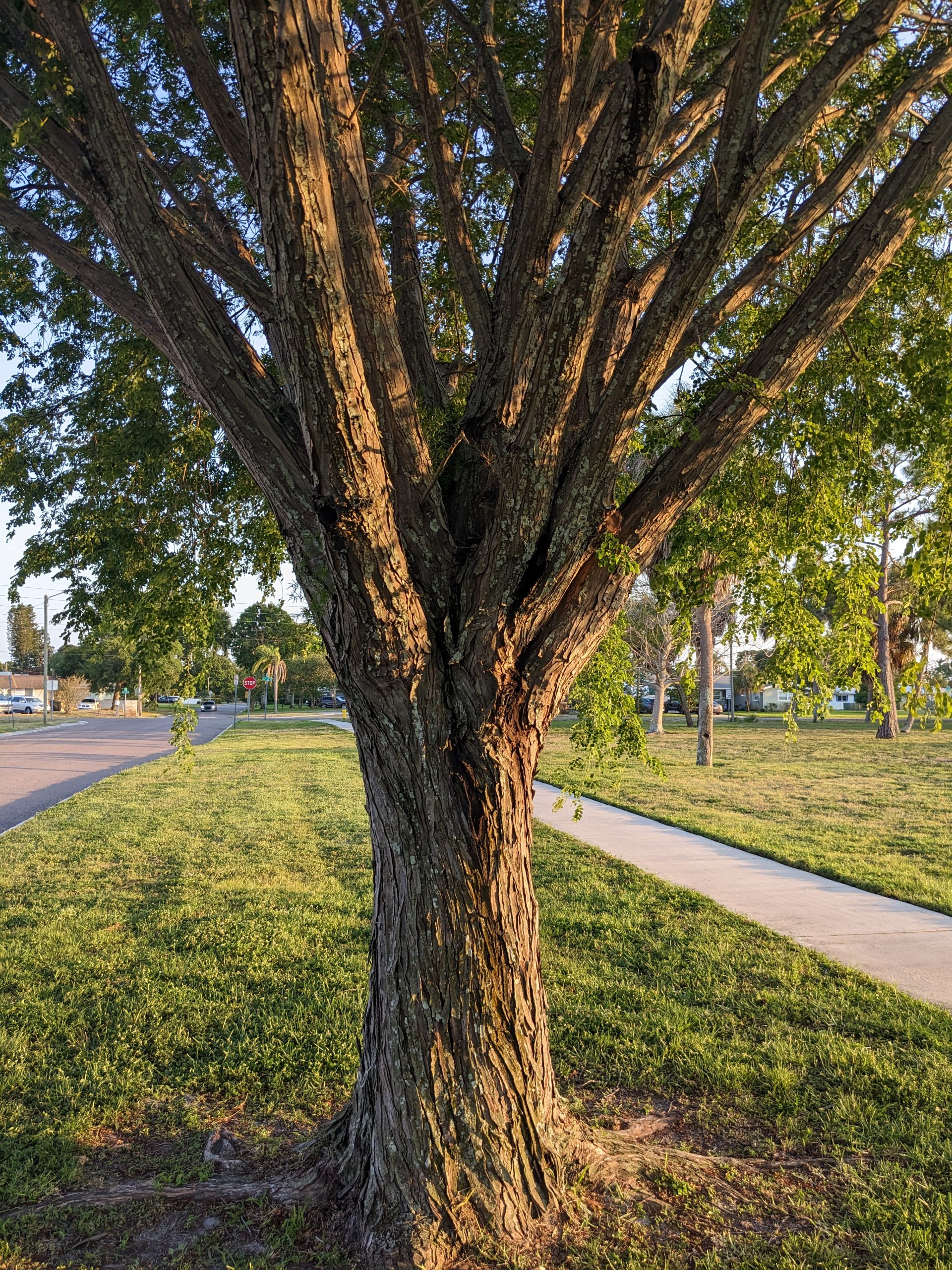 UF study: Some tree “defects” don’t predict whether a tree will fall in ...
