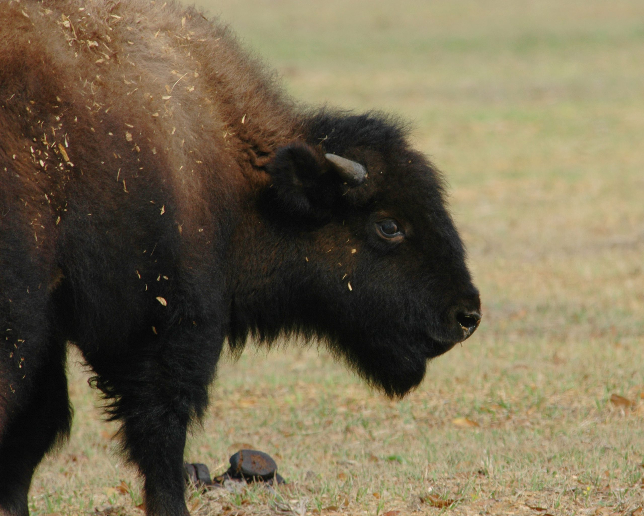 Study: Where bison roam could spread microbes - News