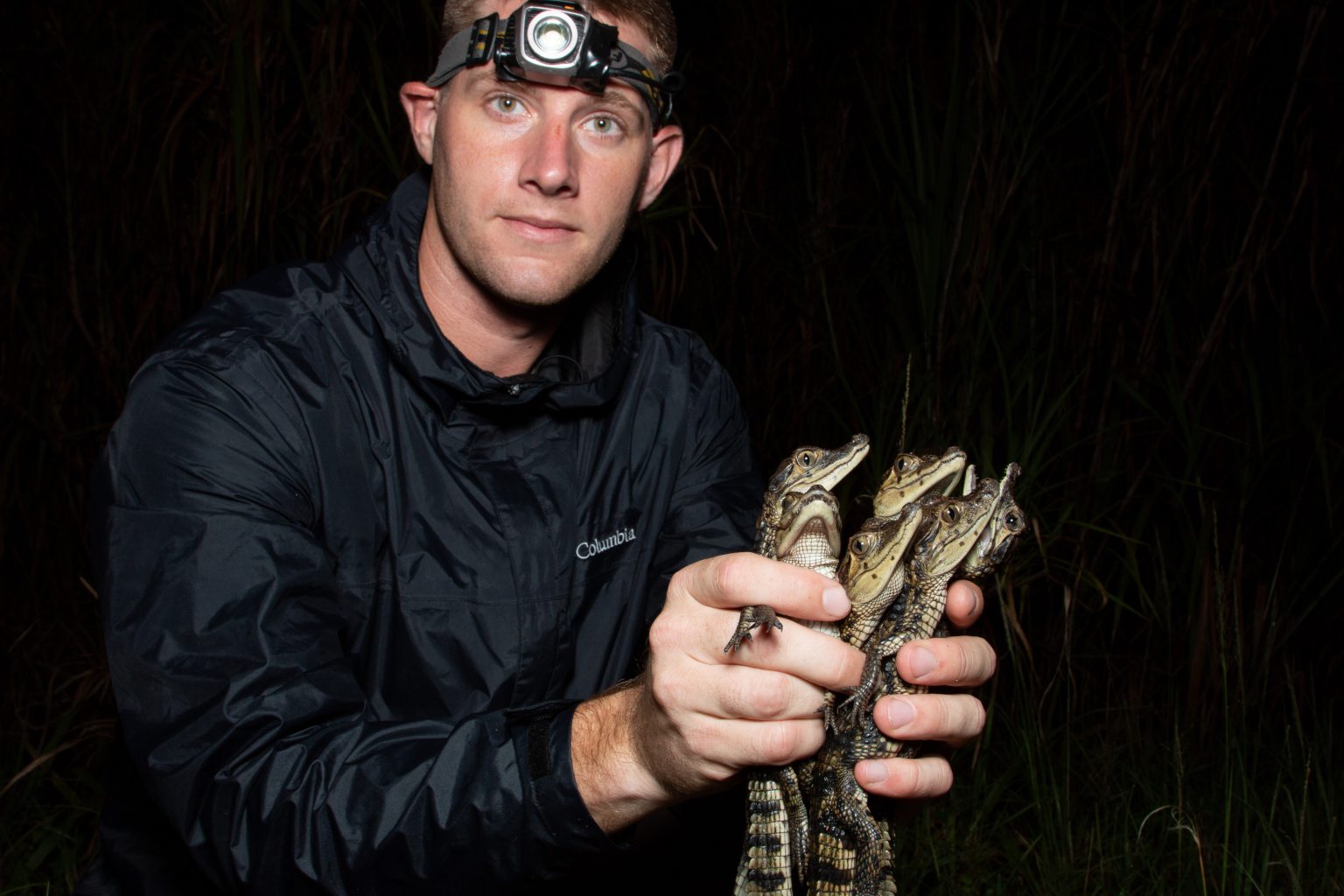 Removing invasive caimans from Florida Everglades, UF/IFAS study ...