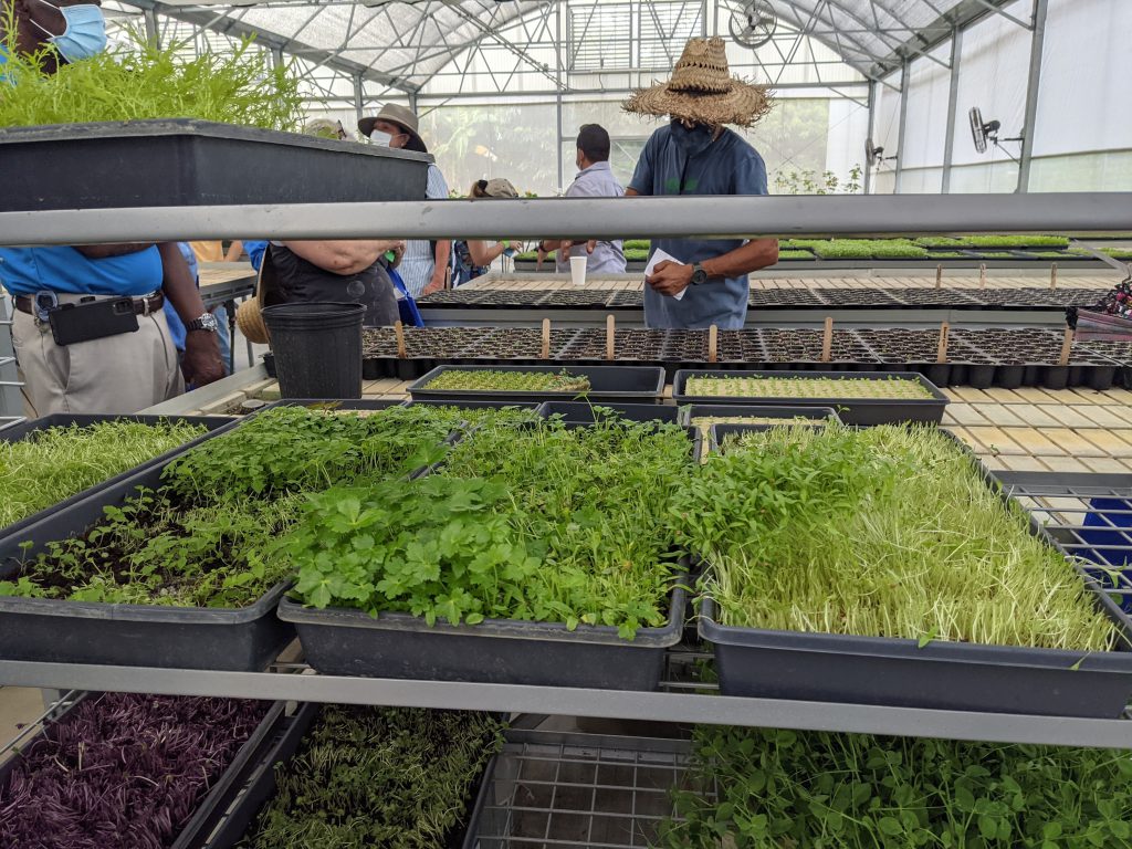 Learn to grow food locally, UF/IFAS’ award-winning urban food ...