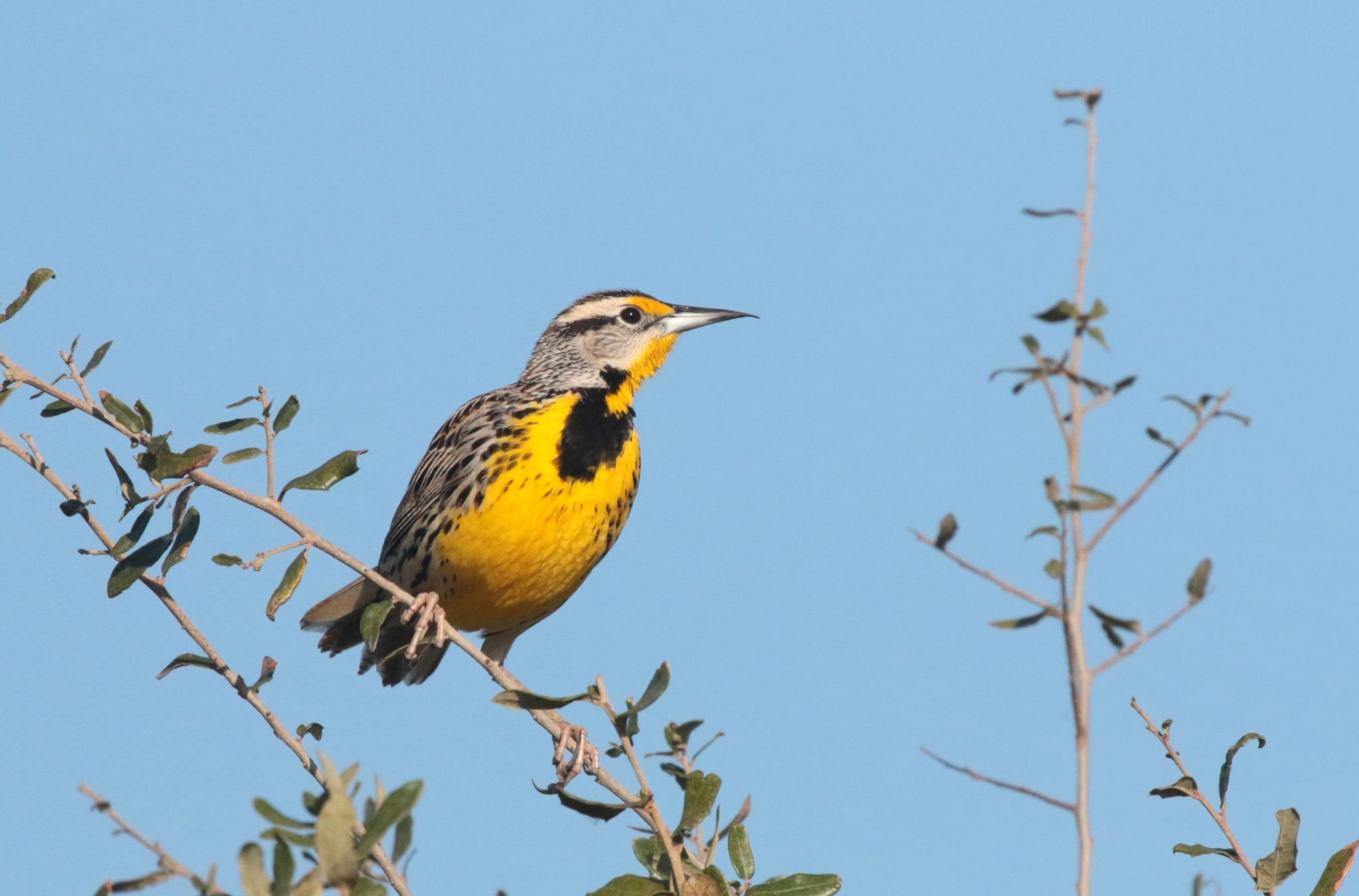 UF/IFAS study: This bird’s eye view confirms bird diversity dropping in ...