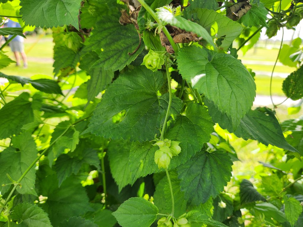 Brewers, craft beer enthusiasts reap flavor of UF hops research - News