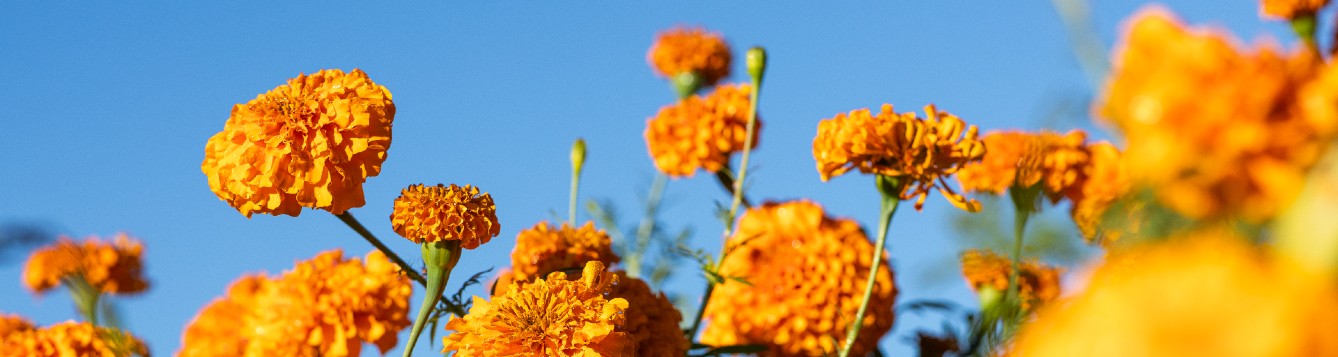 UF horticultural sciences creates Día de los Muertos ofrenda with UF ...