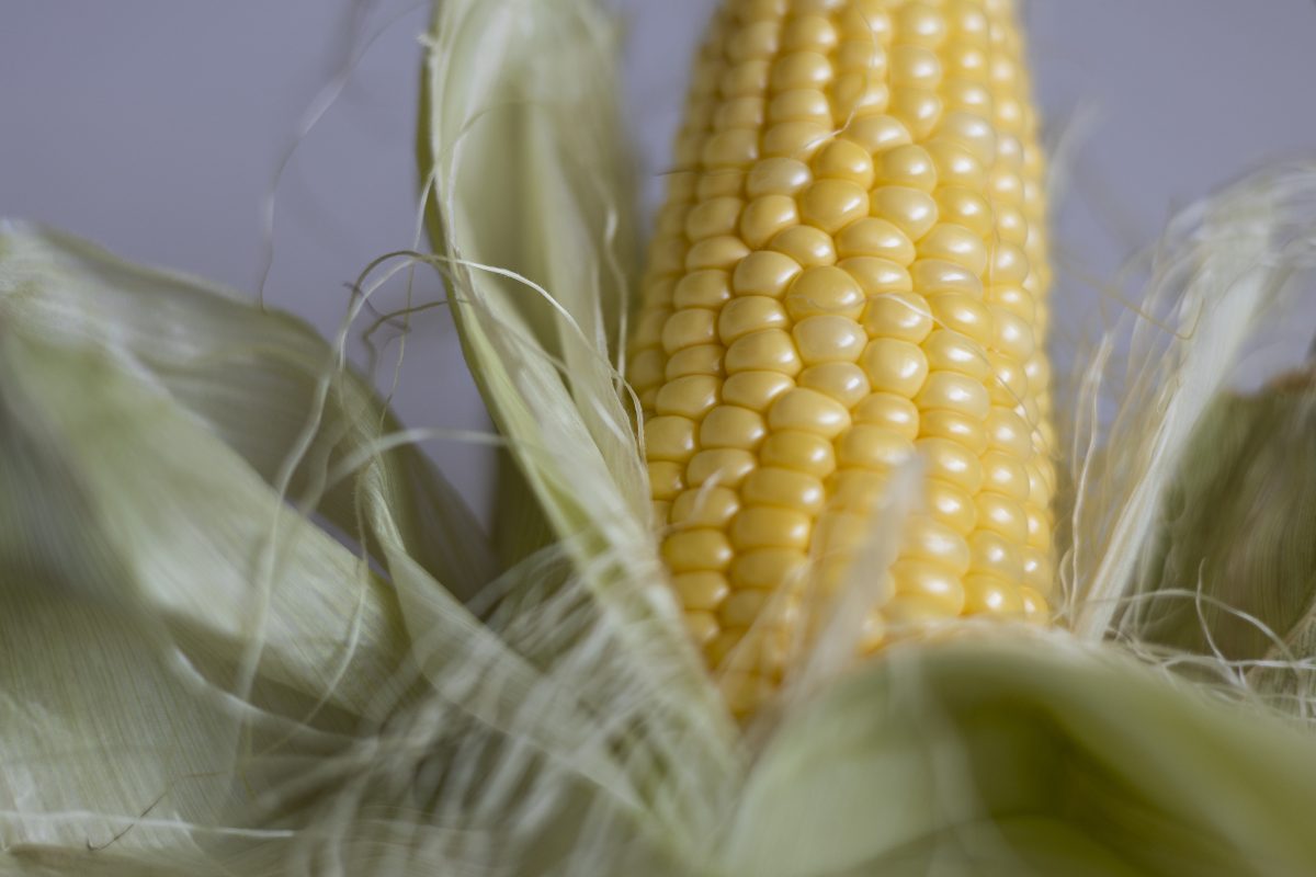 Enjoy Florida-grown foods at Thanksgiving and through the holidays - News