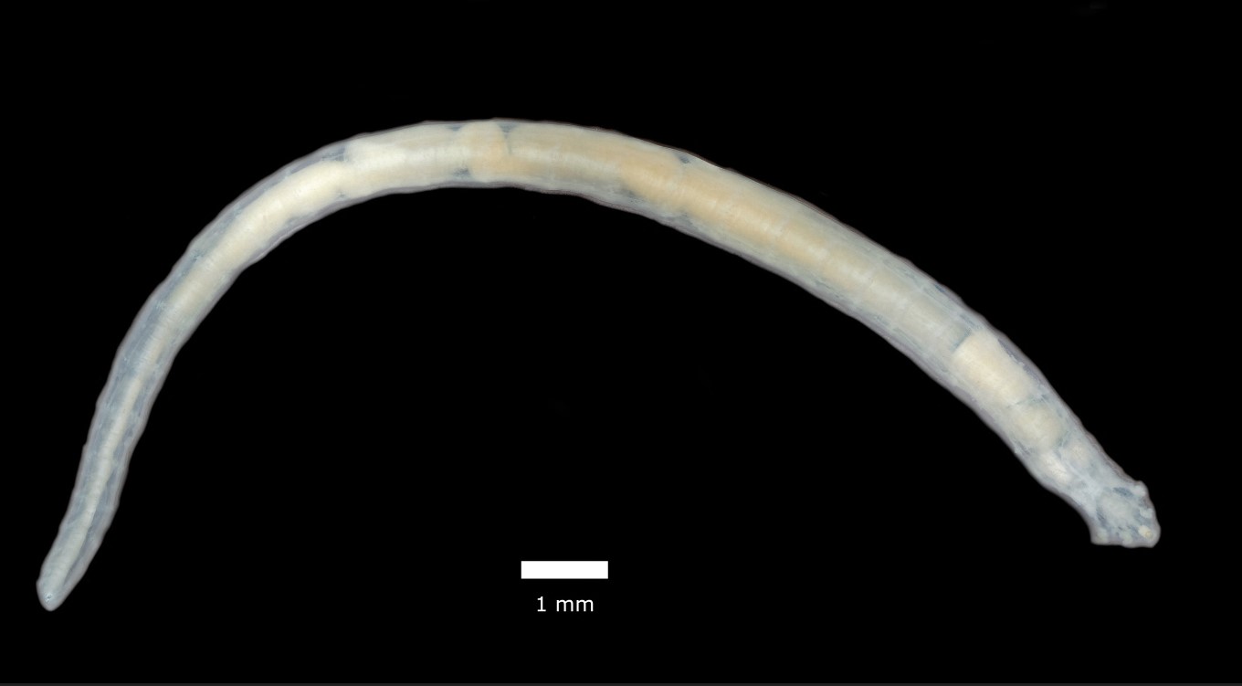 UF/IFAS invasion science website now live, amplifies citizen science ...