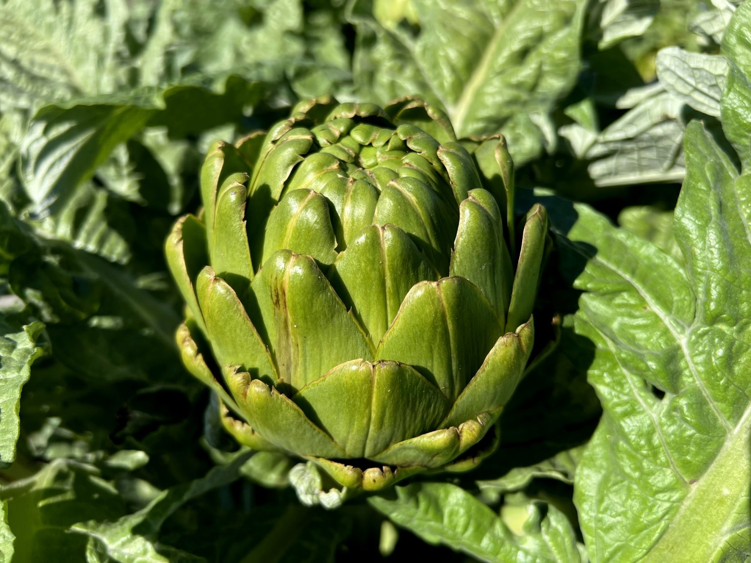 Artichokes, known as a healthy food crop, also make for pretty plants - News