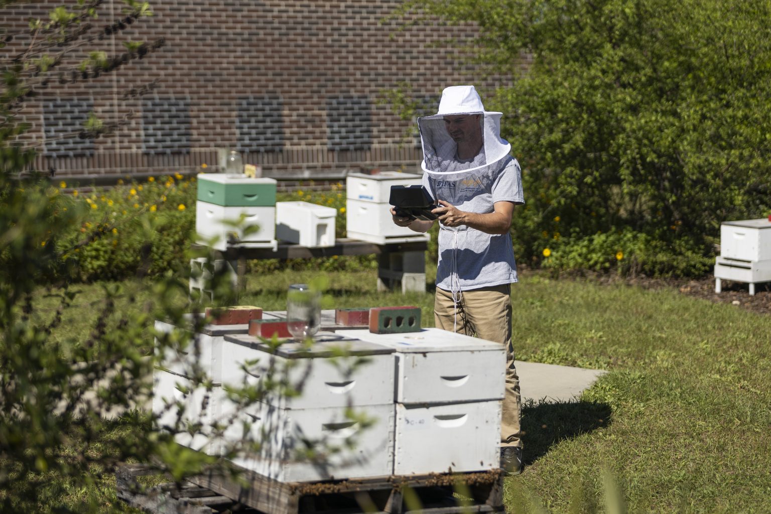 UF/IFAS researchers control bees with remote control, app - News