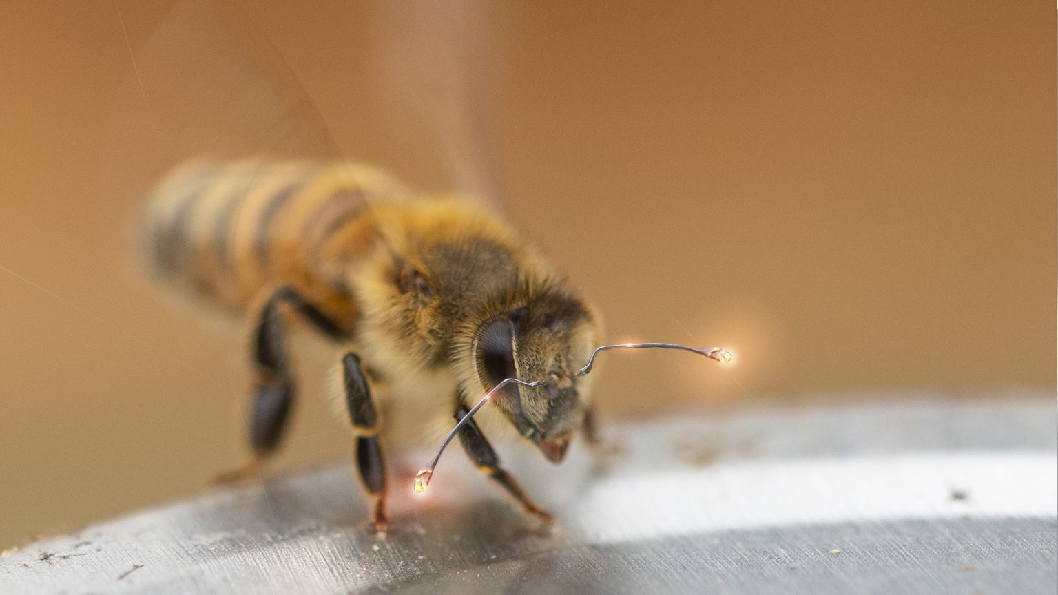 UF/IFAS researchers control bees with remote control, app - News