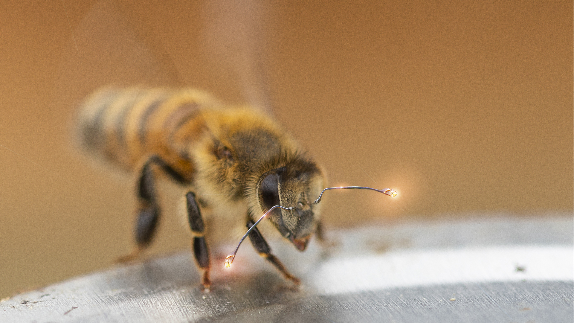 UF/IFAS researchers control bees with remote control, app - News
