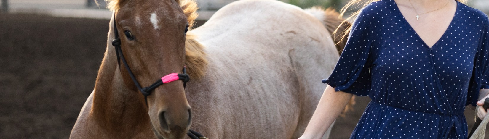 Survey opens for insights on usage of horse genetic testing tools - News
