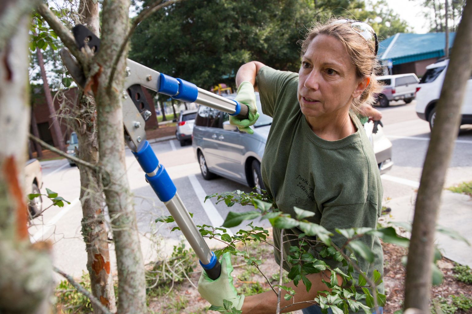 Duval County volunteers keep Jacksonville trees trim - News