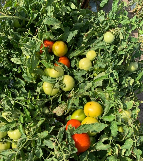 Machine-harvestable tomatoes available from UF/IFAS; growers hope ...