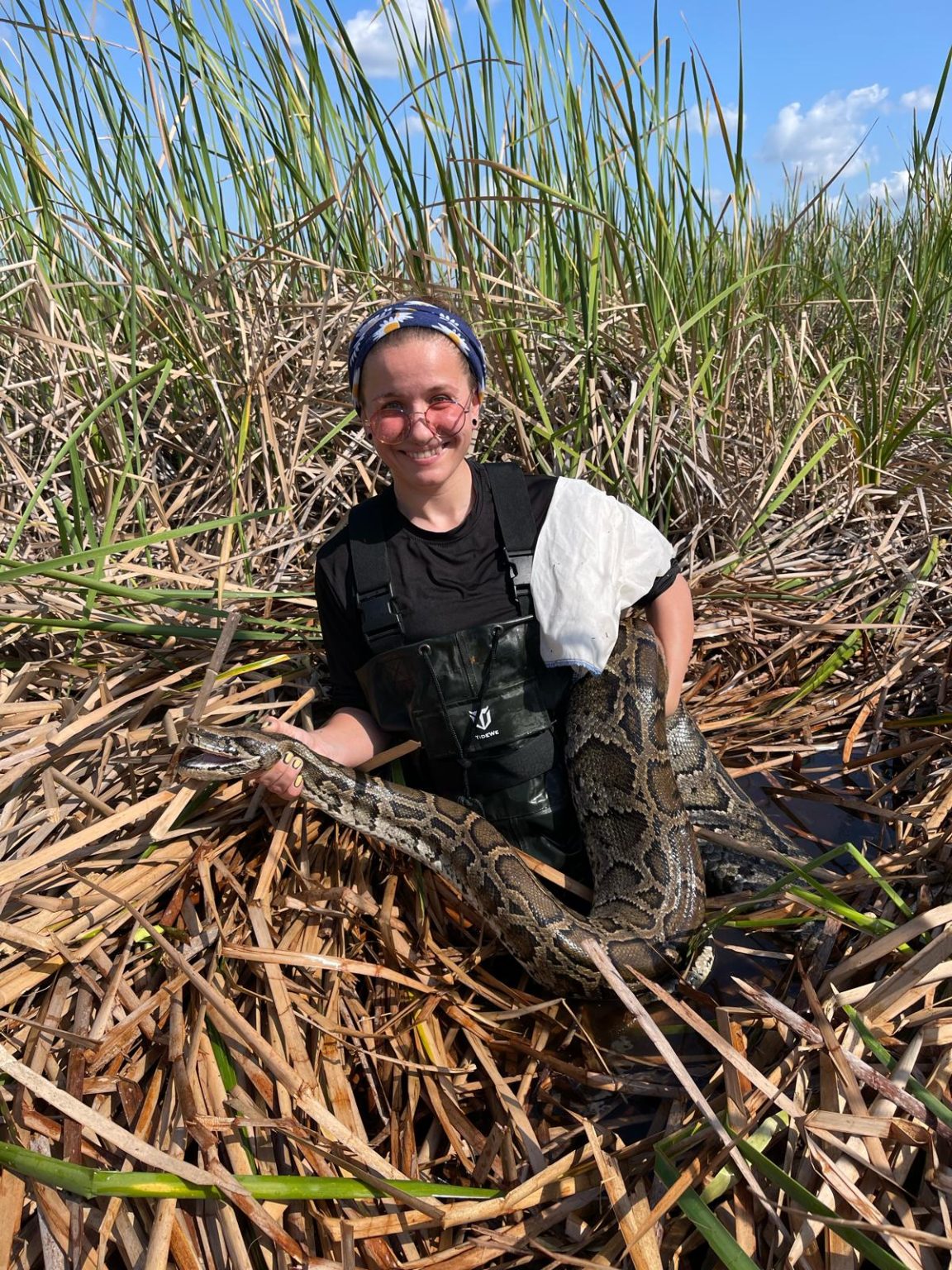 What’s next for UF/IFAS scientists on the Burmese python telemetry ...