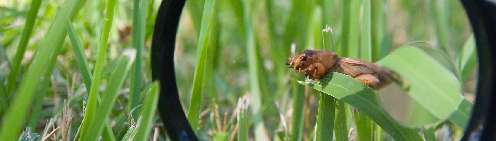 UF/IFAS Q&A: Why do insects behave strangely during a total solar eclipse? - News
