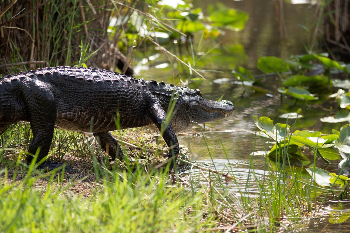 From feared predator to ultimate eco-hero of Everglades Restoration: UF ...
