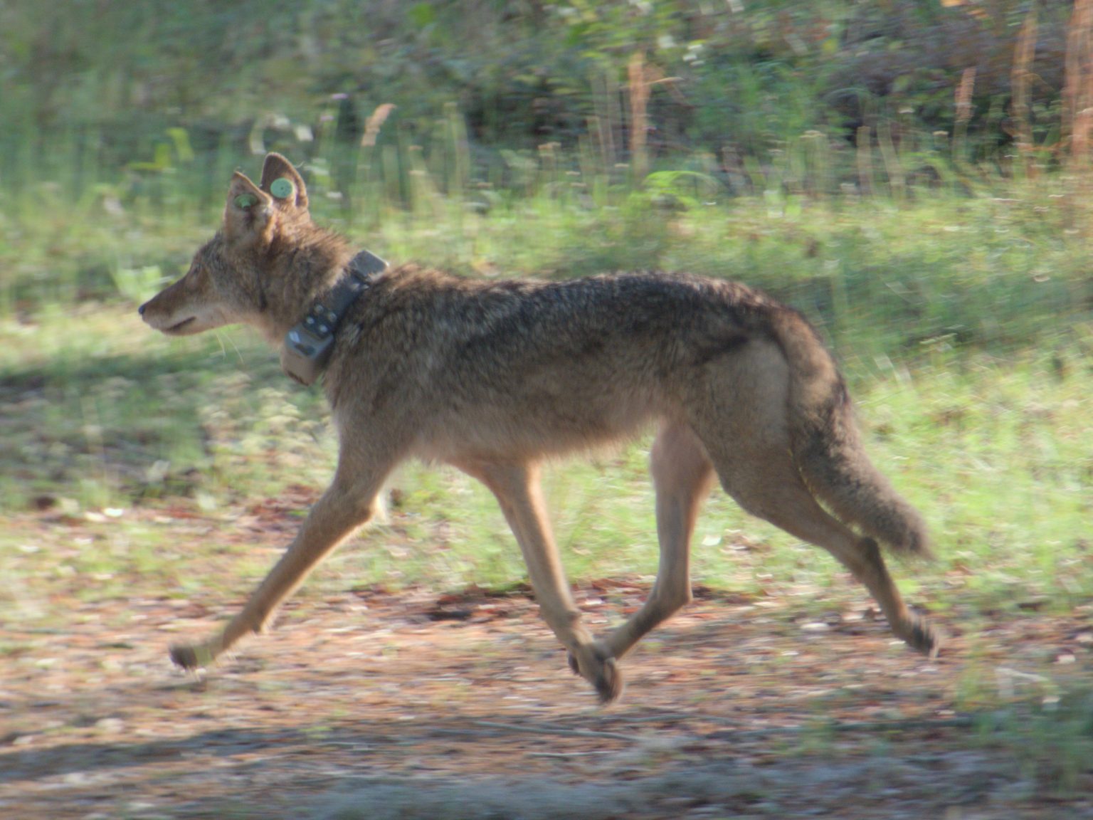 Coyotes - the predator under watch by UF cameras, scientists - News