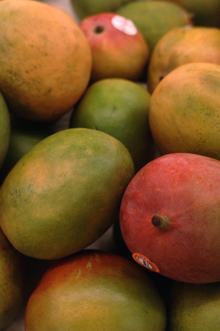 Mango season 2024 is taking shape: UF/IFAS experts offer their views - News
