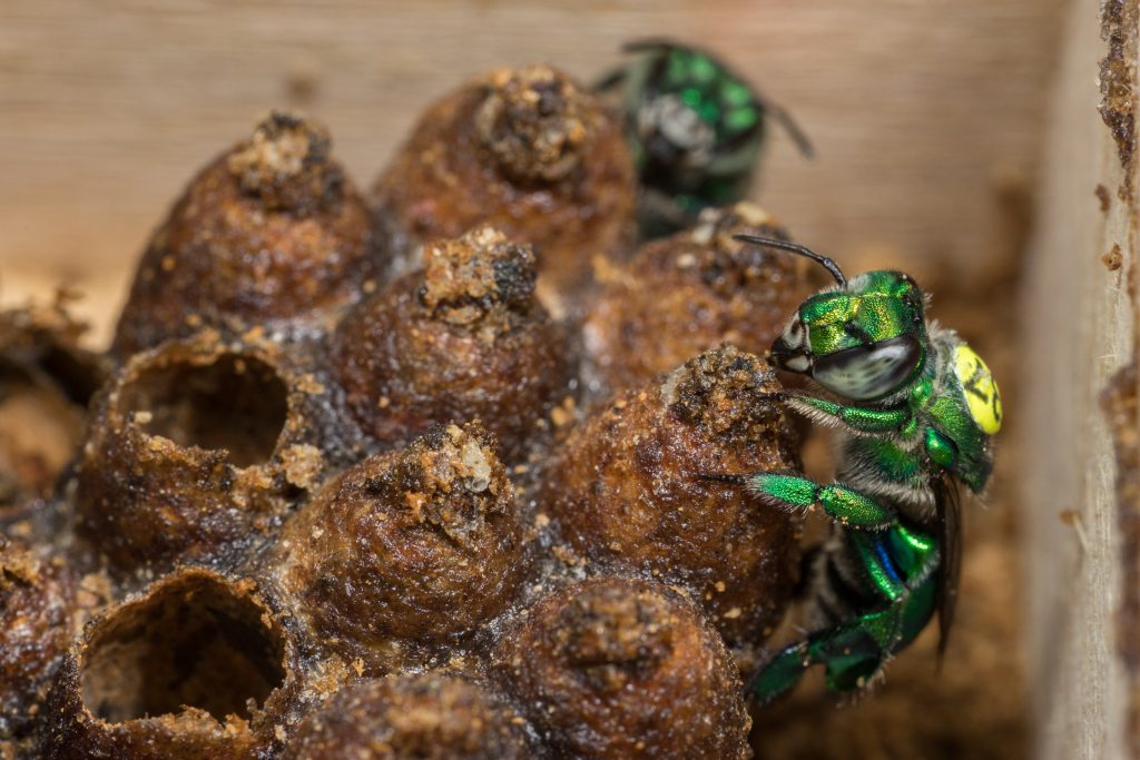 The secret lives of orchid bees uncovered: UF/IFAS study reveals unique ...