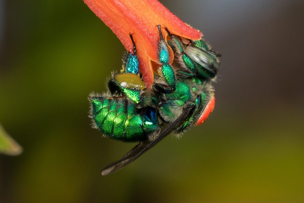 The secret lives of orchid bees uncovered: UF/IFAS study reveals unique ...