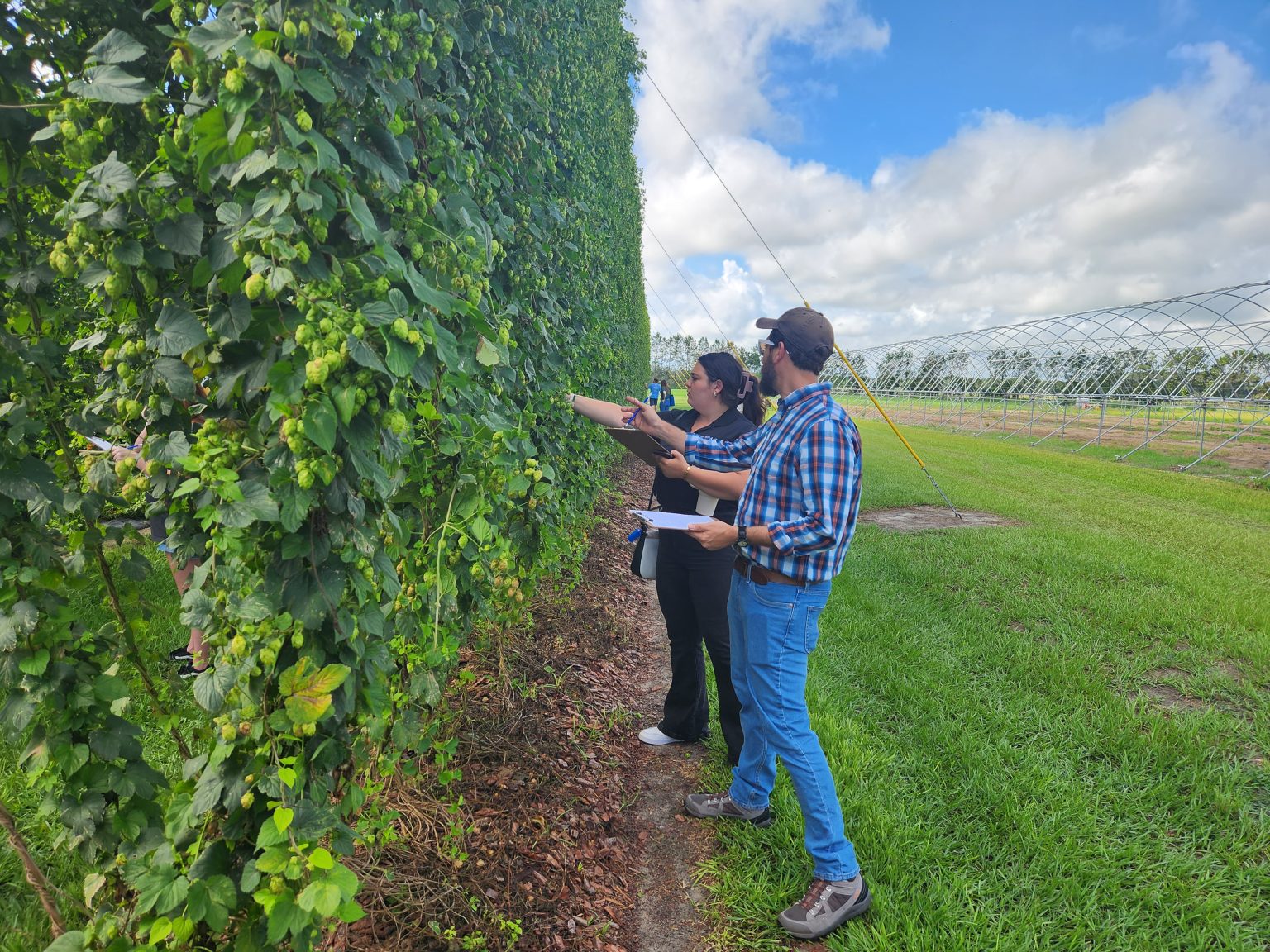 UF scientists meeting craft brewer demand by converting hops to pellets ...
