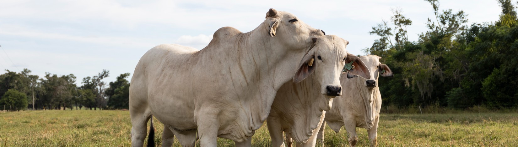 Sweaty cattle may boost food security in a warming world - News