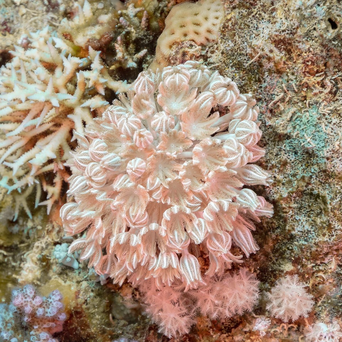 Scientists seek public help to prevent spread of invasive soft coral ...