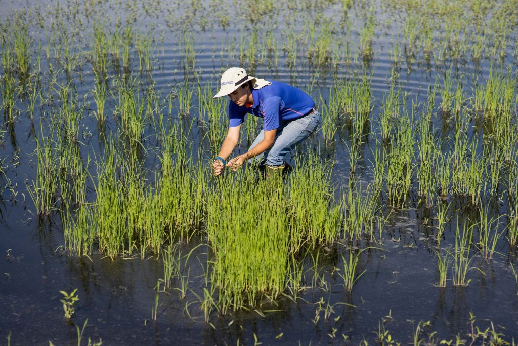 Florida's growing rice industry: Discover the potential and benefits of ...