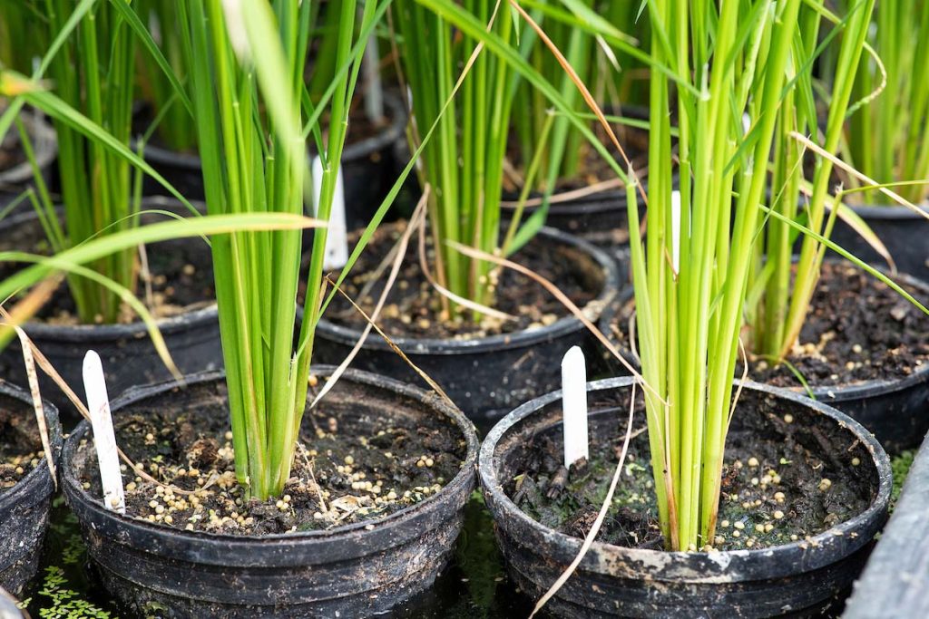 Florida's growing rice industry: Discover the potential and benefits of ...