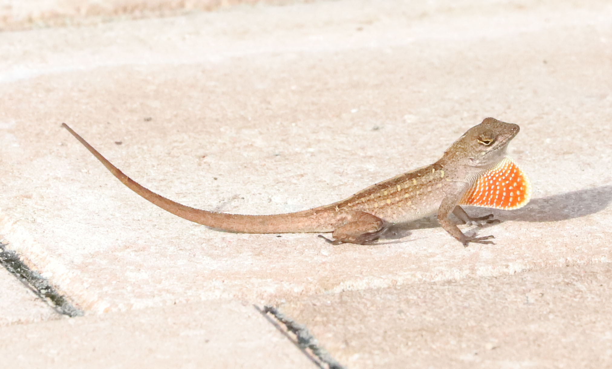 Shift in Florida’s lizard population could influence spread of mosquito ...