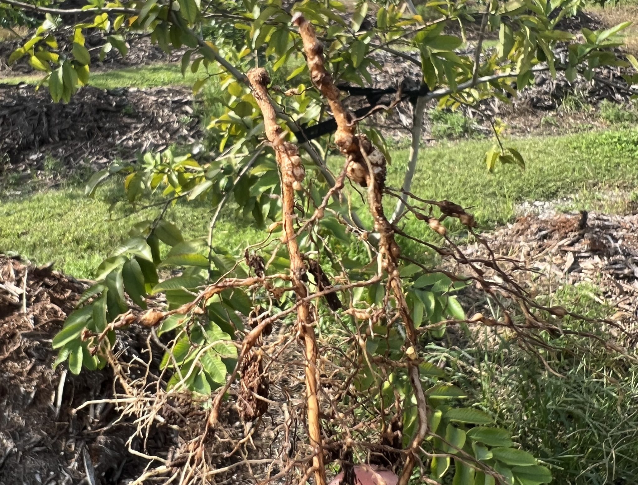 UF/IFAS scientists uncover root causes threatening guava, passion fruit ...