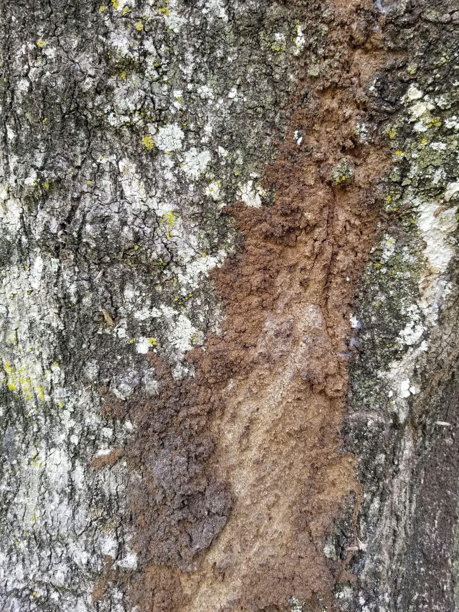 Fallen trees can reveal hidden termites: UF/IFAS expert offers ...