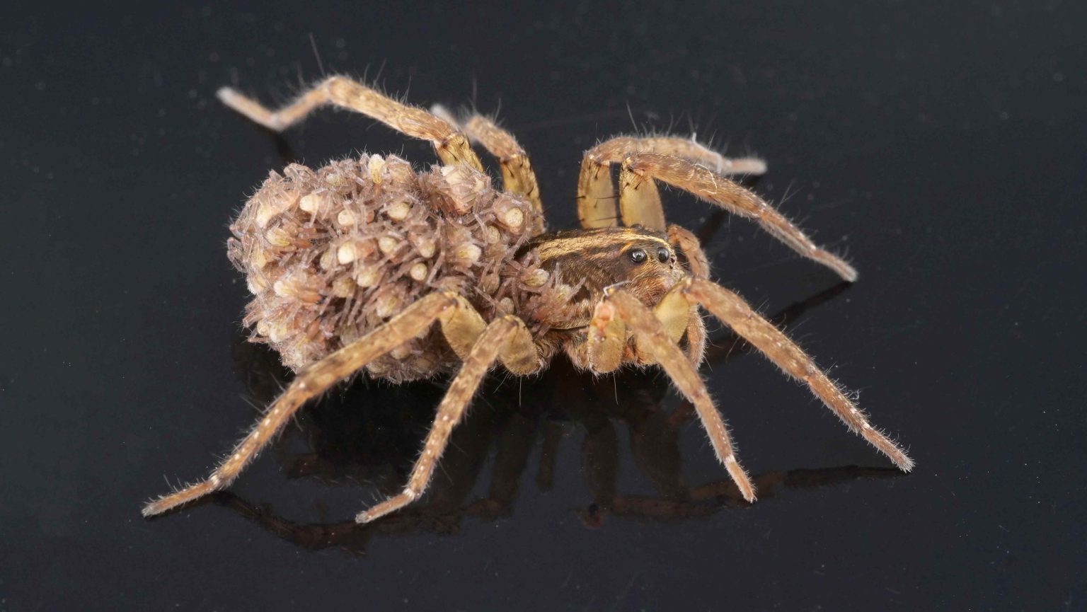 UF/IFAS expert unravels truth on spiders as friend, foe - News