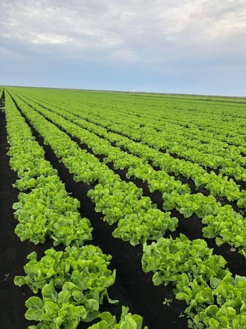 Discover how escarole and endive can elevate a holiday feast - News