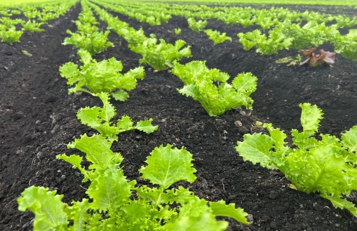 Discover how escarole and endive can elevate a holiday feast - News