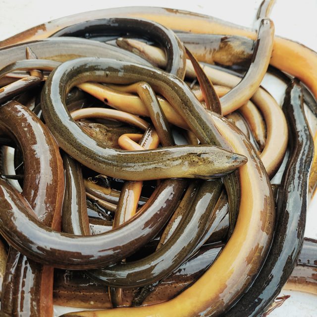 Public urged to report invasive Asian swamp eel species in Florida - News