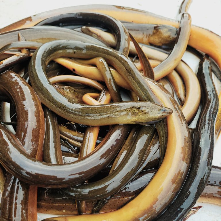 Public urged to report invasive Asian swamp eel species in Florida - News