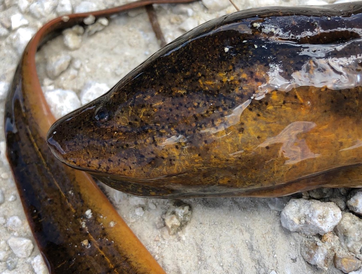 Public urged to report invasive Asian swamp eel species in Florida - News