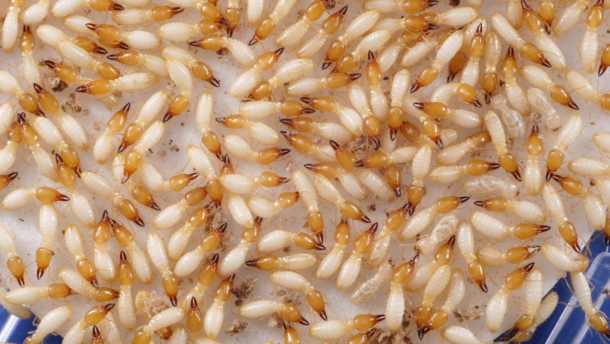 Is your neighborhood a termite hot spot? UF/IFAS researchers track the ...