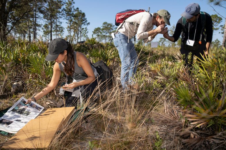 Can citizen science save Florida's ecosystems? UF's efforts demonstrate ...