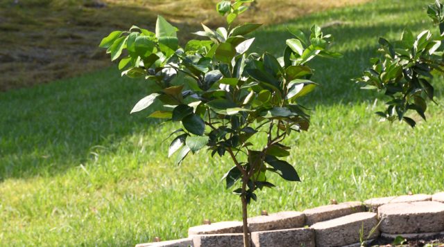 University of Florida Institute of Food and Agricultural Sciences ...