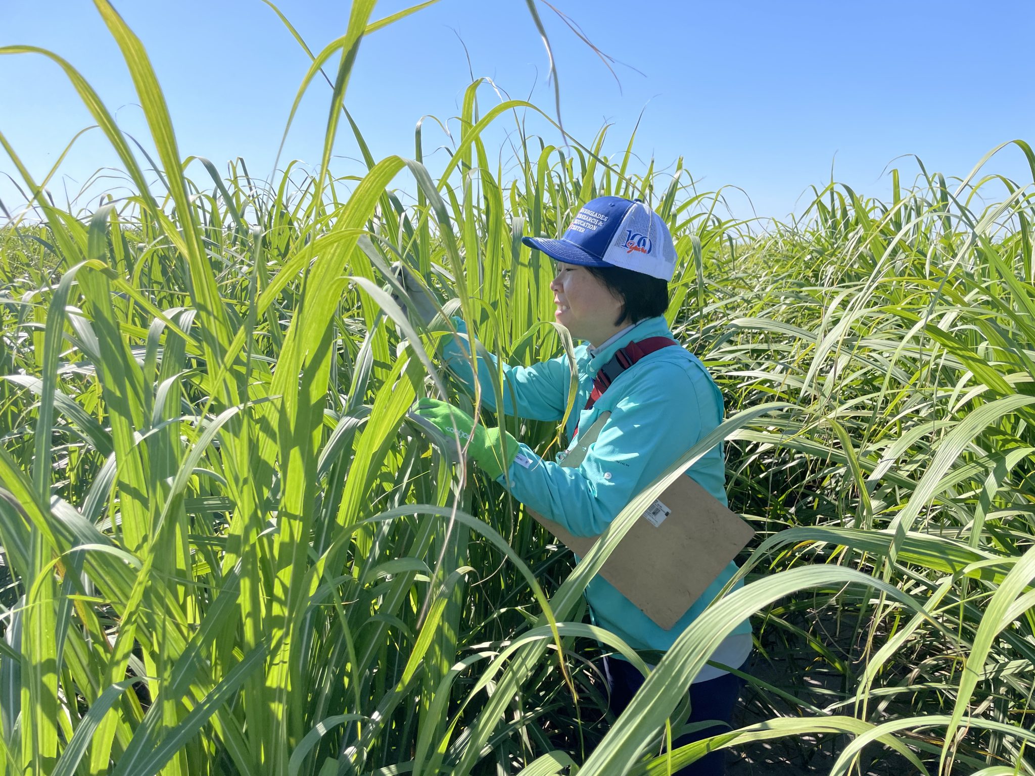 Protecting your plate and farmer’s harvests: UF/IFAS entomologist ...