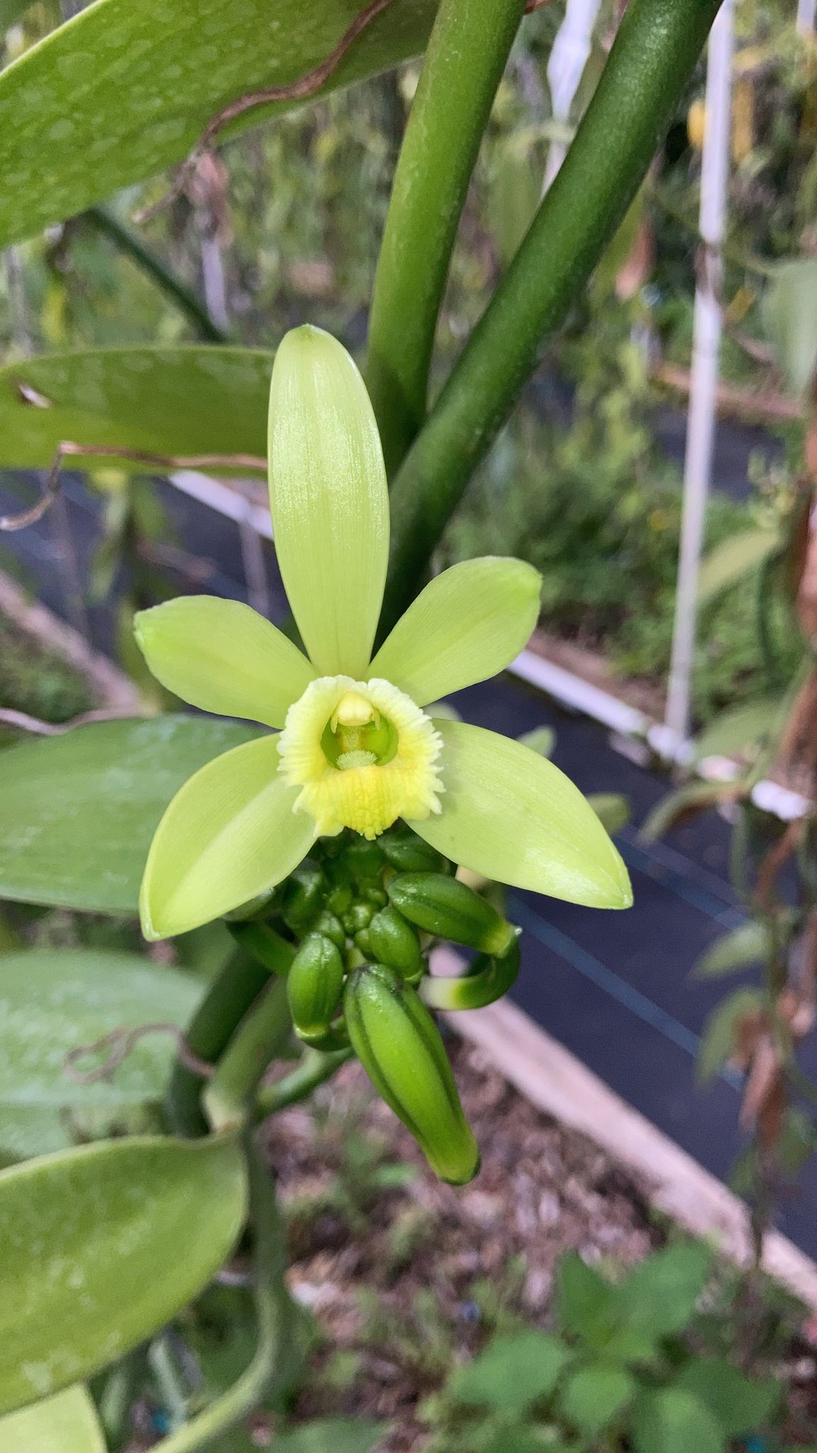 April 10: UF/IFAS to host free online workshop on vanilla cultivation ...