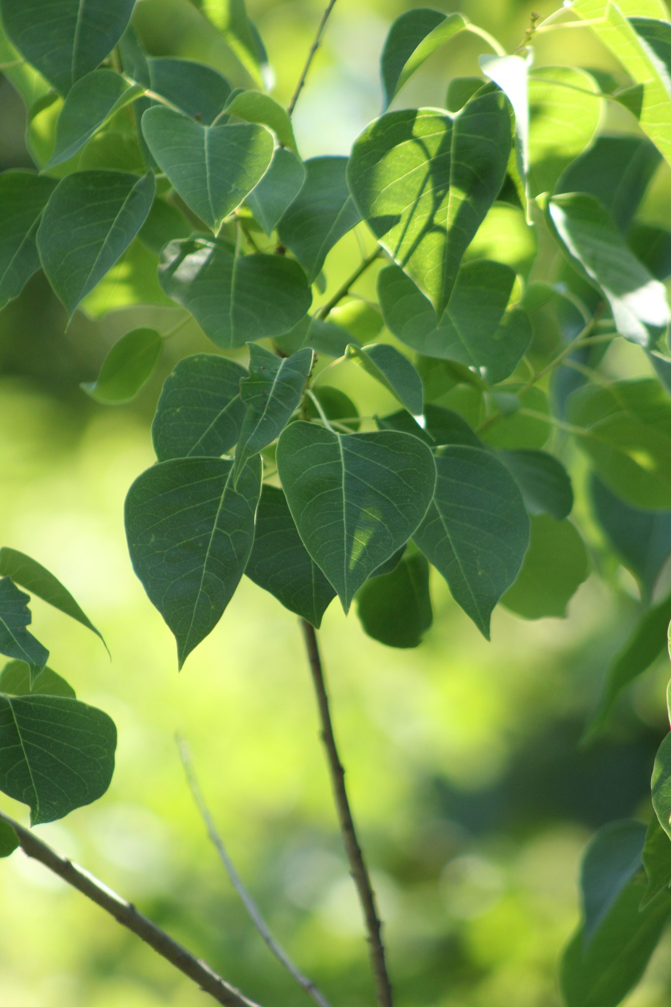 UF/IFAS study: Non-native trees quietly invading our U.S. forests ...