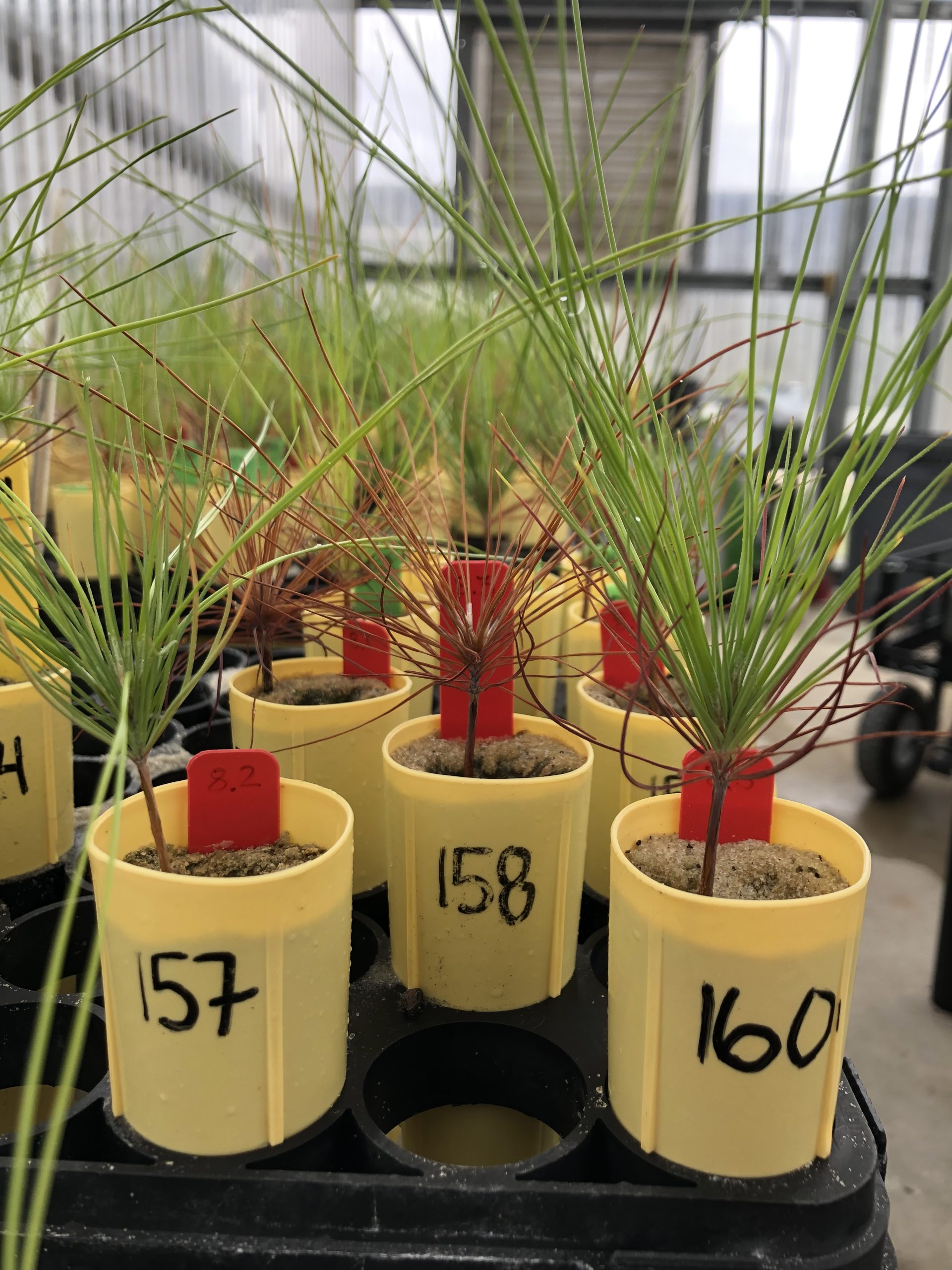 UF/IFAS scientists discover sea-level rise threat to Florida’s ...