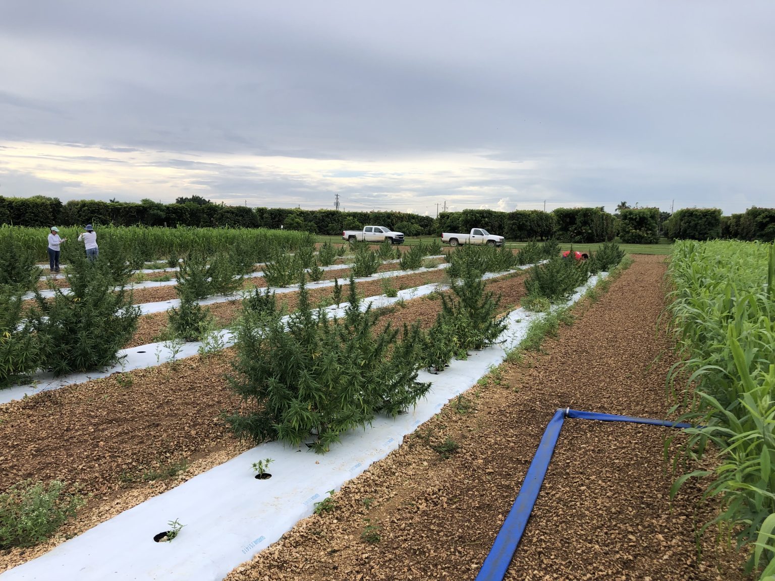 UF/IFAS study: Drones, AI help farmers save money, protect the ...