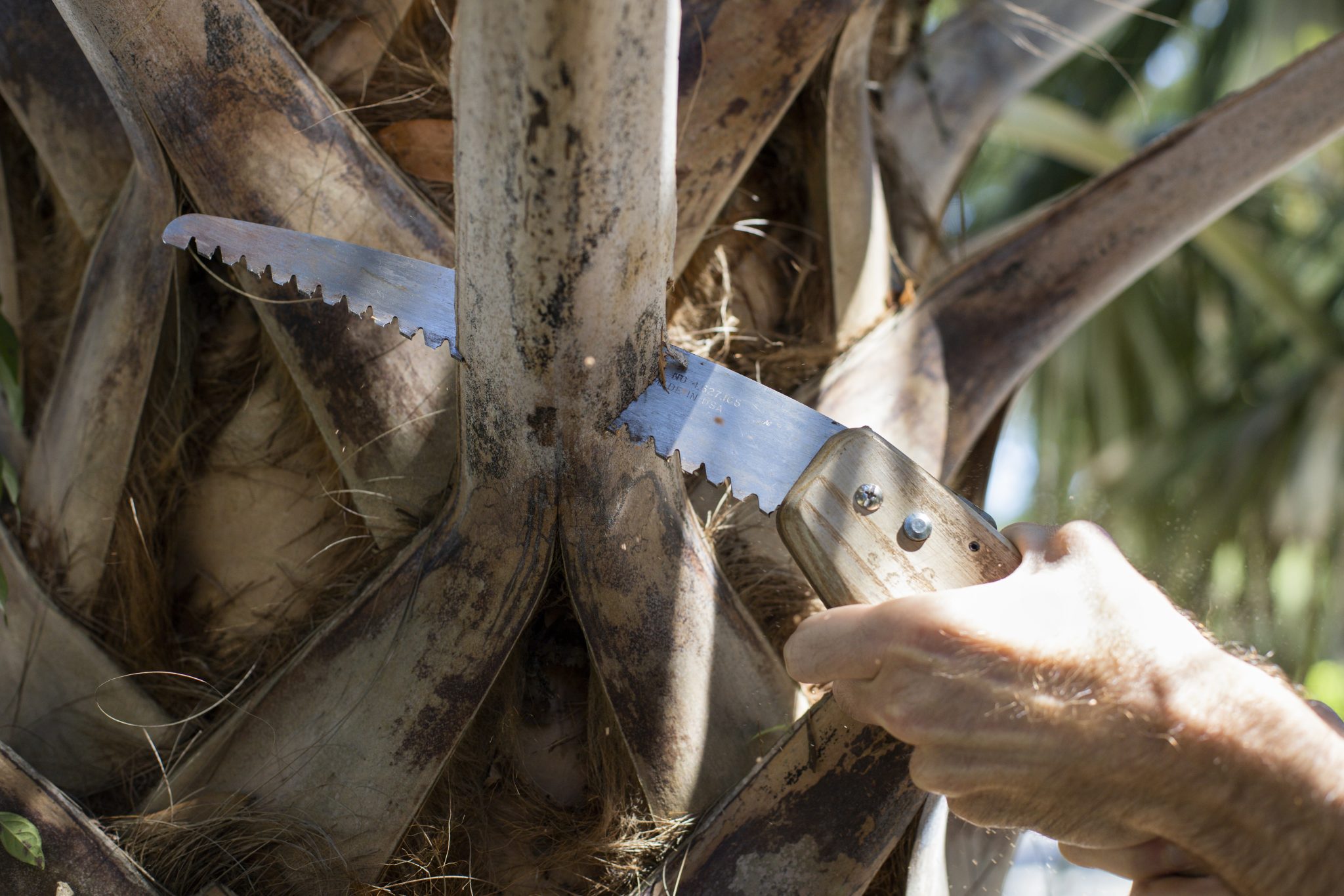 Prepare your landscape and trees for the hurricane season - News