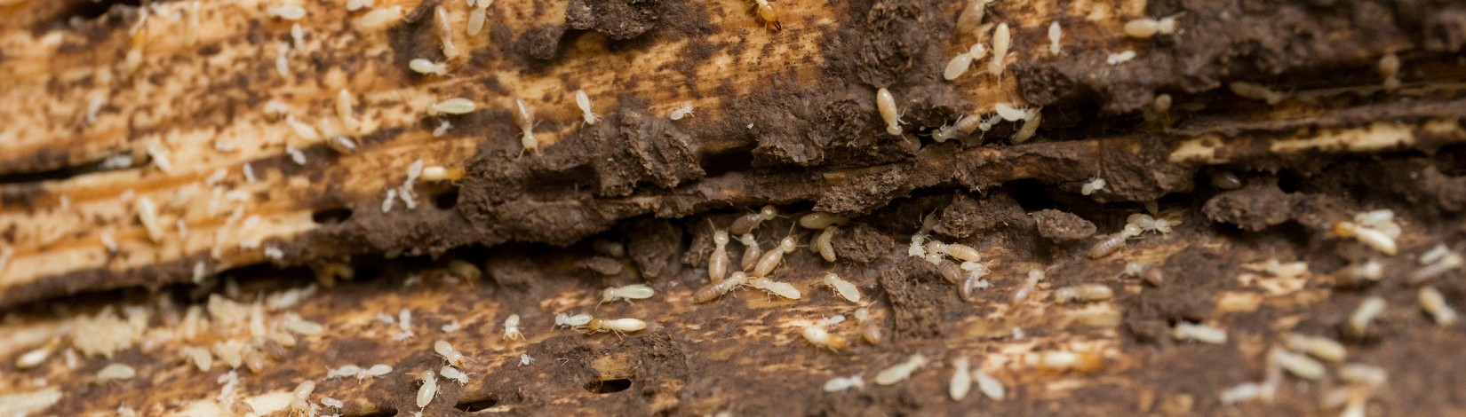 Decoding the Damage: A Visual Guide to Florida Termites with Images