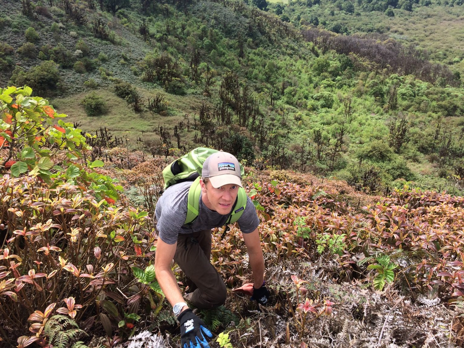 UF taps global invasion ecology expert to lead new era of the Invasion ...