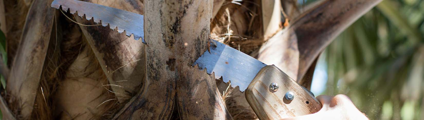 Beyond the license: UF expert insights on the need for certified tree ...